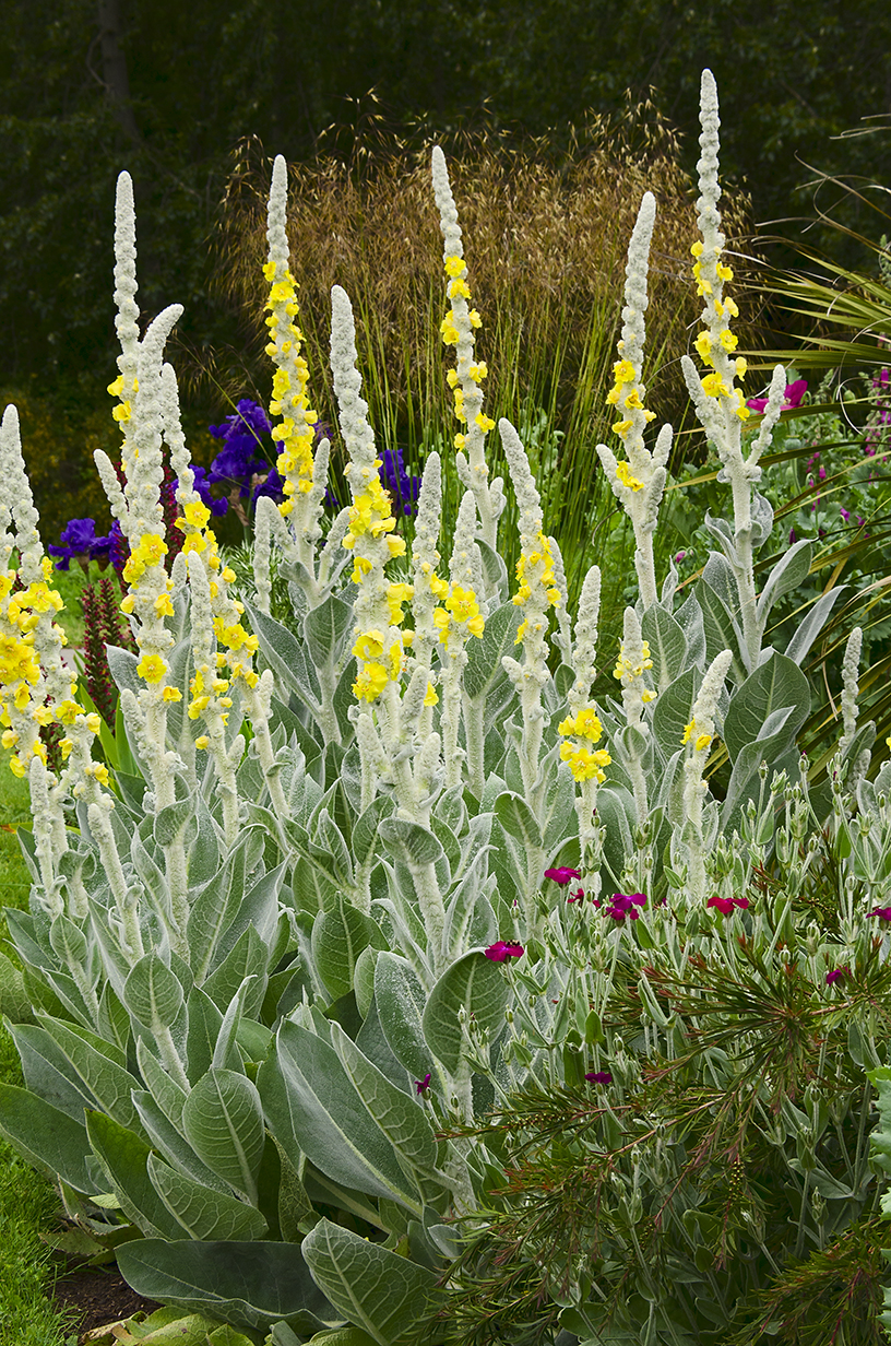 Linda Cochran's Garden: Verbascum Bombyciferum