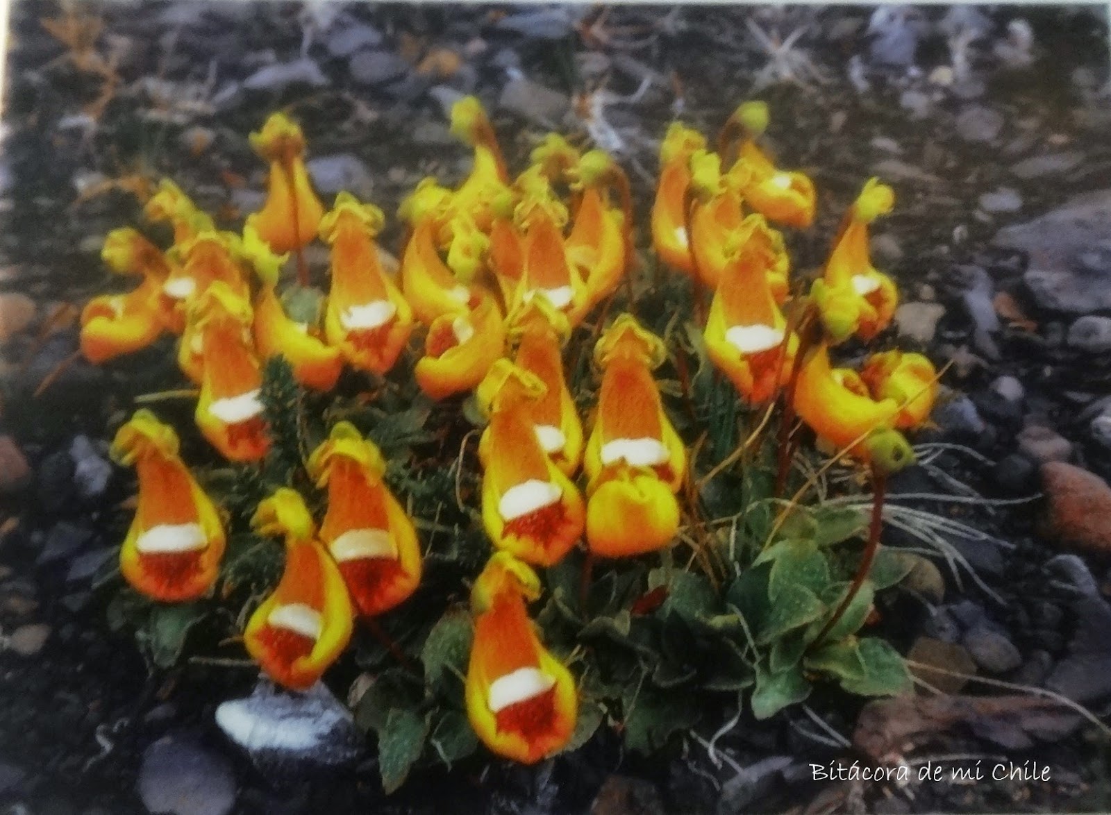 Bitacora de mi Chile: Flor zapatito de hada