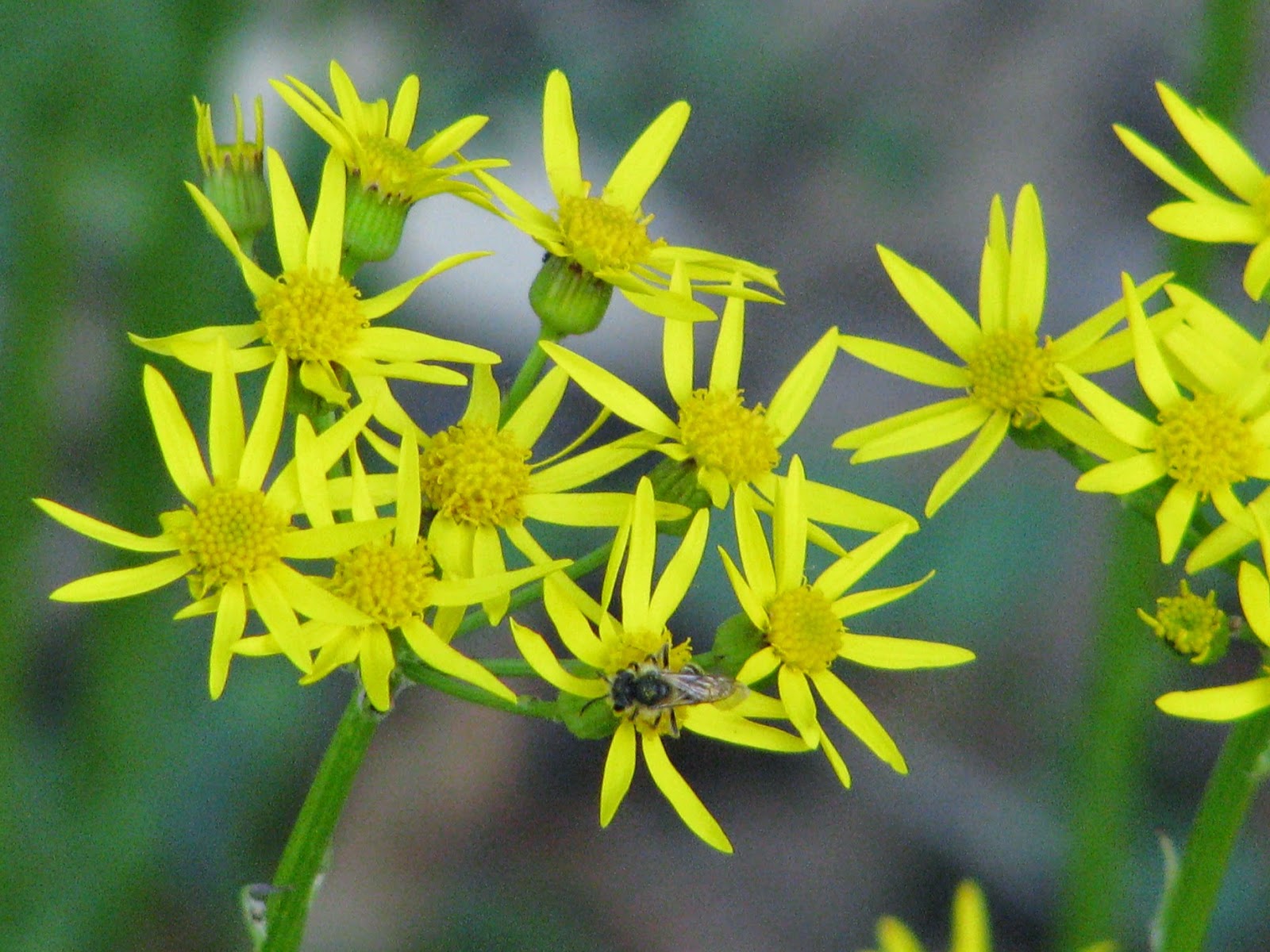 Plano Prairie Garden: Prairie Plant Profile # 7 - Golden Groundsel