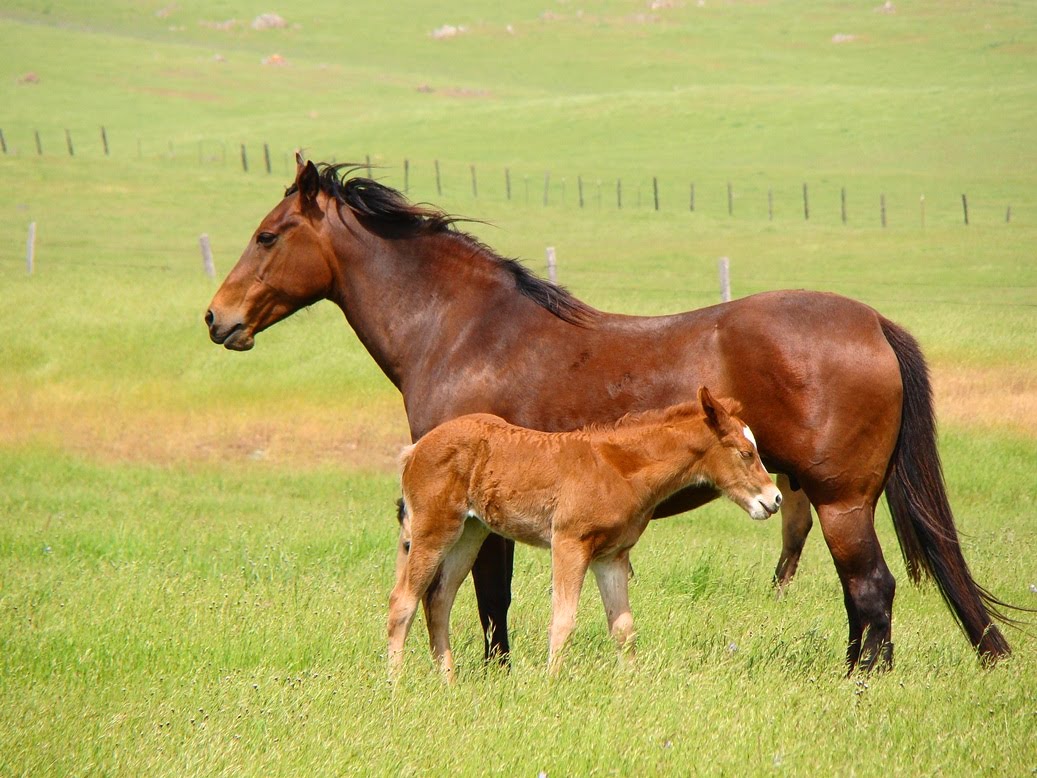 Geotripper: Springtime on the California Prairielands: An Update (and ...