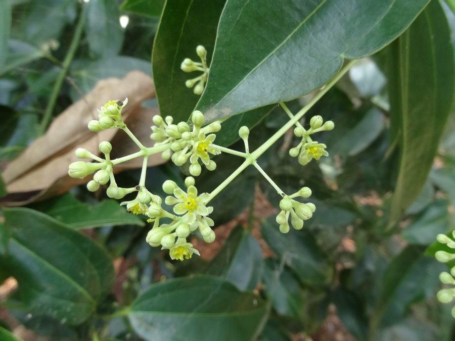 El árbol de la canela (Cinnamomum verum)