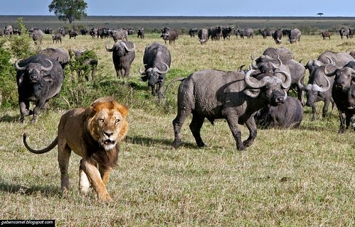 Foto Kerbau Kejar Singa Yang Sangat Pelik - Gaban Comel