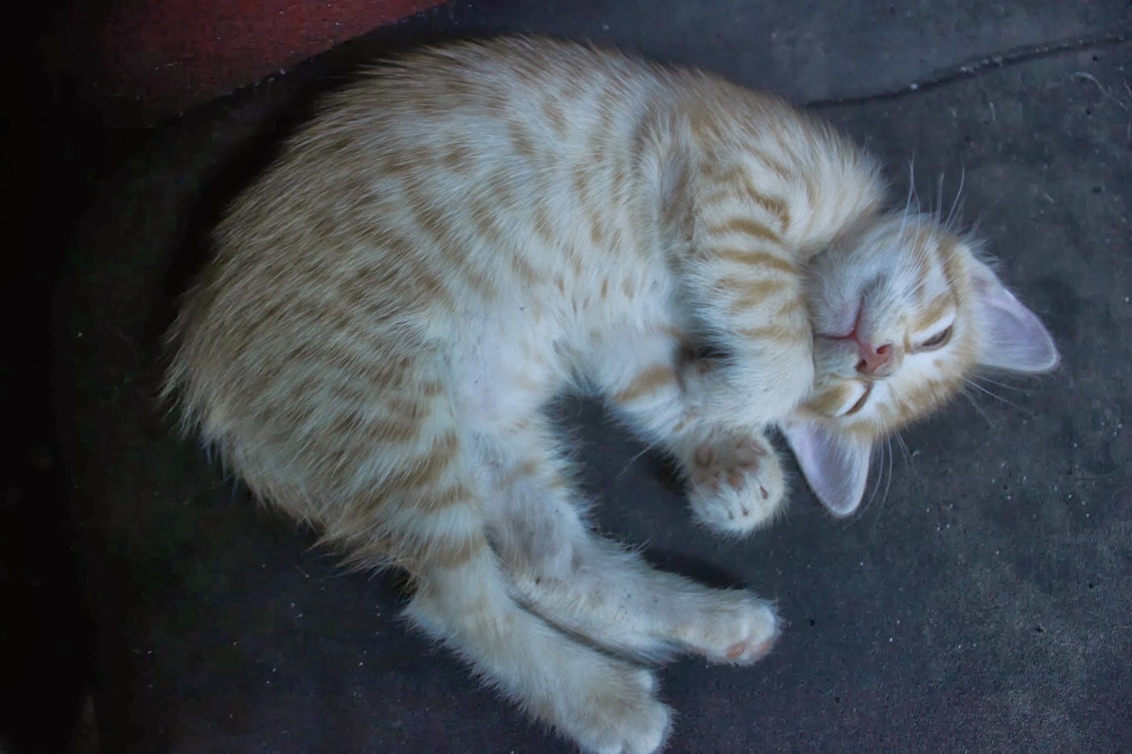 aaahfooey: 2 adorable two-month old kittens for adoption in Bangalore