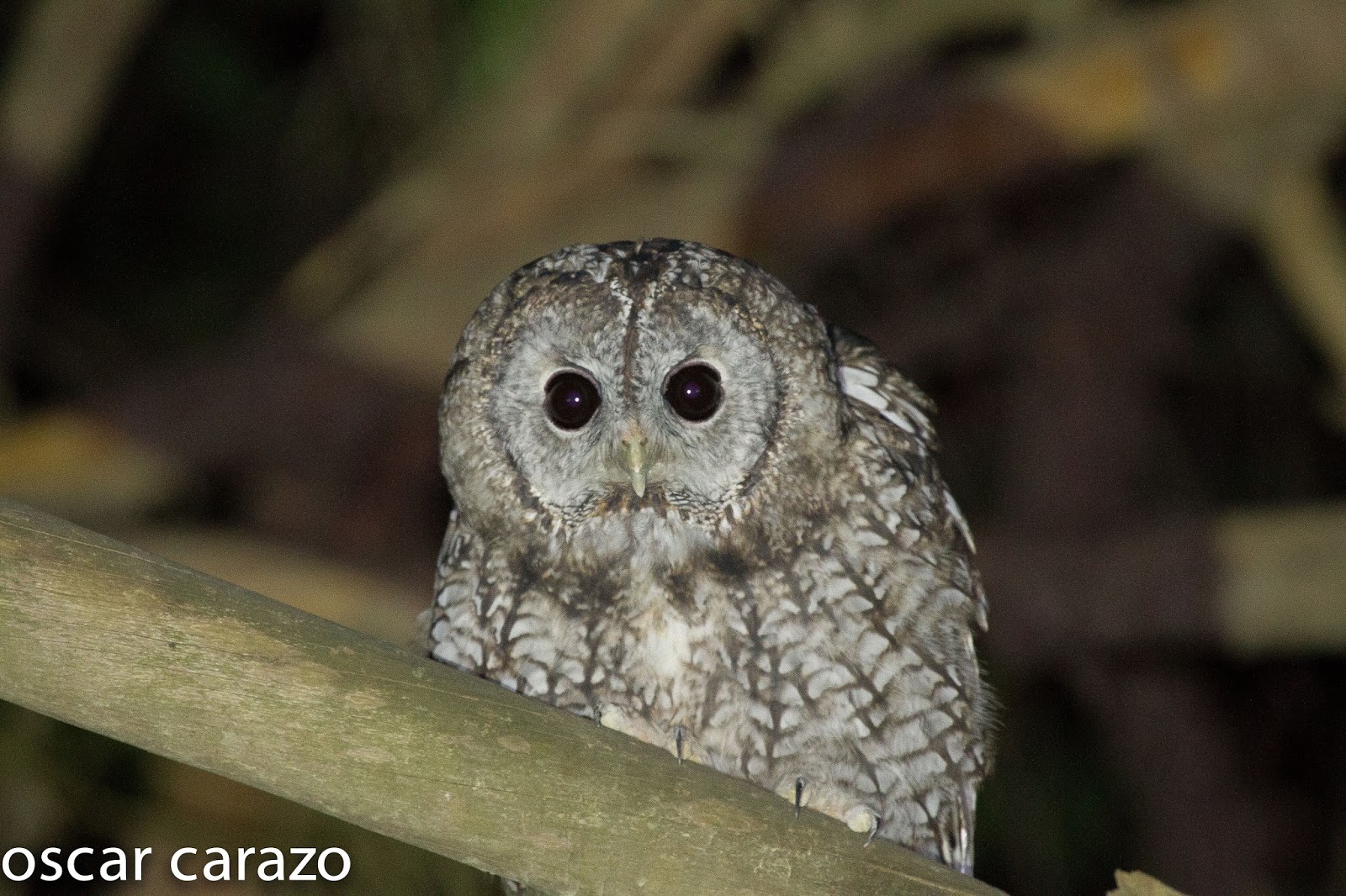AVESANTURTZI: LOS OJOS DE LA NOCHE:CARABO