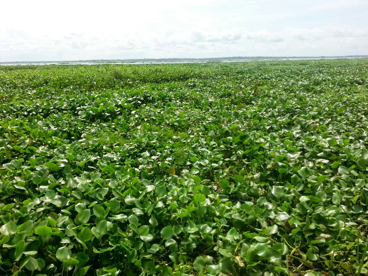 Diário de Lago Açu: LAGO AÇU AMANHECE COBERTO DE MURURU!