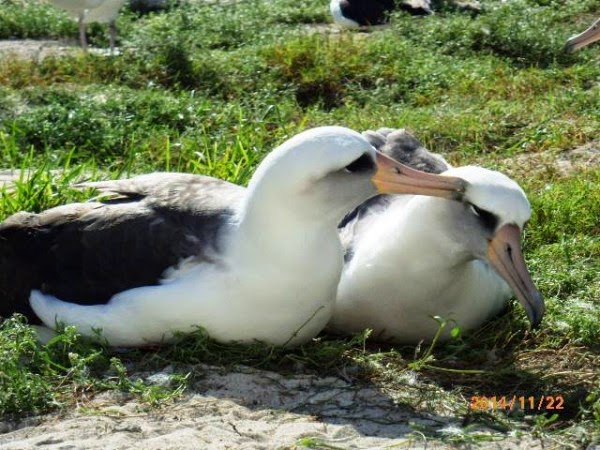The Raptor Center: Oldest Known Wild Bird Spotted!