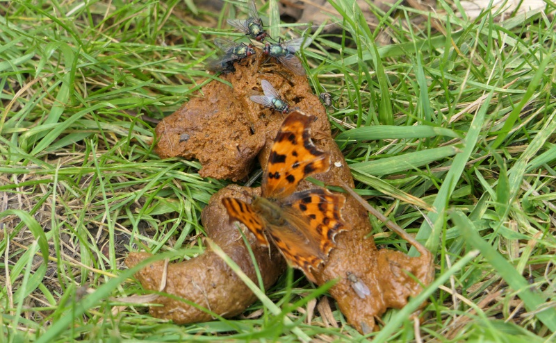 Newpool Meadows Wildlife