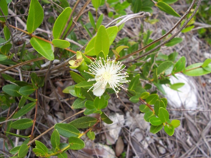 Papo Vives Sacerdote del Bosque: BOSQUE GUÁNICA PLANTAS DIALIPETALAS V