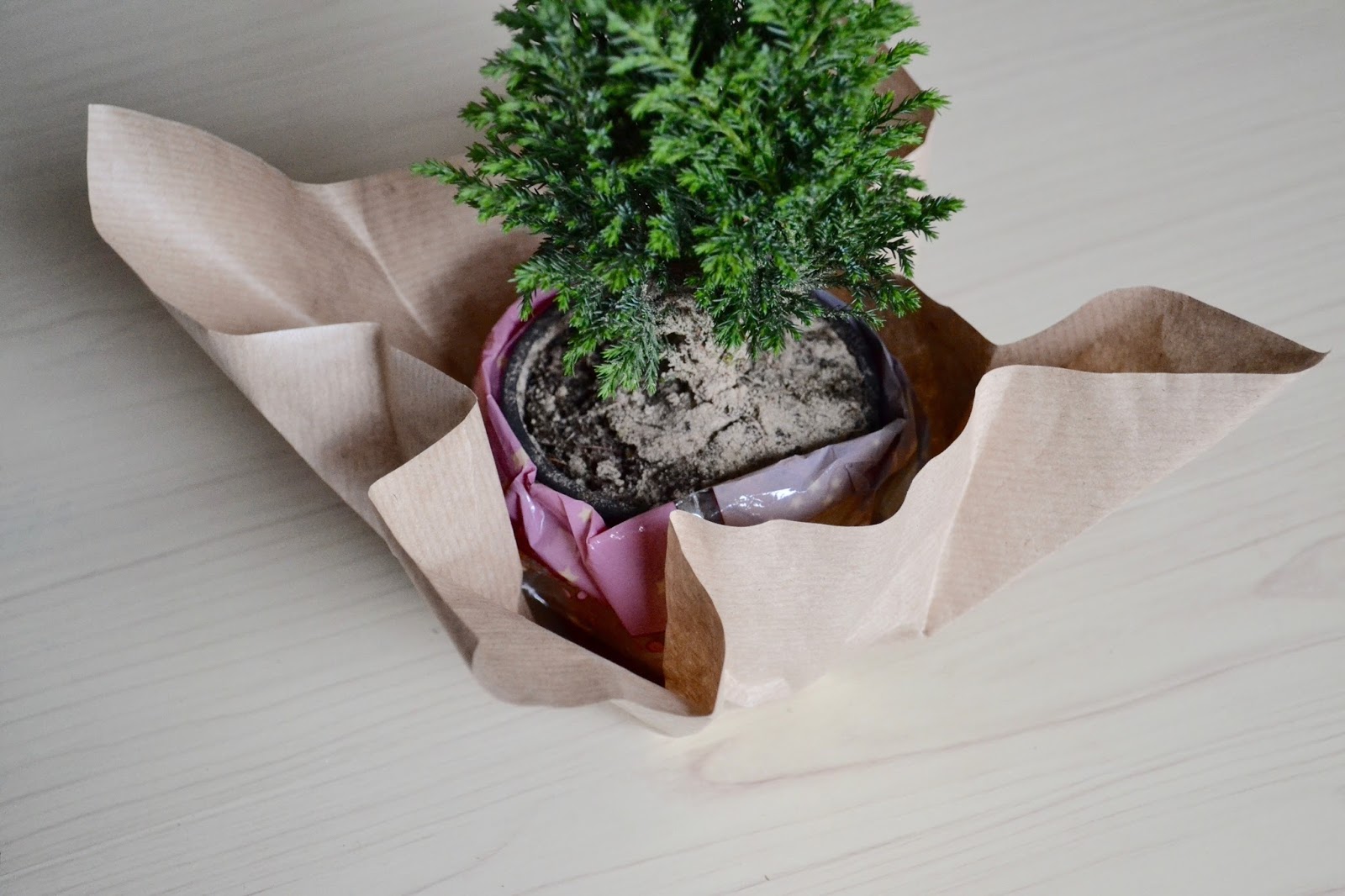 DIY Christmas | Last Minute Plant Gift Wrap Idea | The Things She Makes