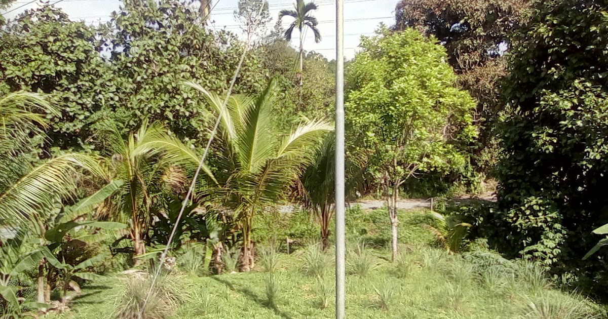 TAMAN HERBA ~ PROGRAM SEKOLAH RAKAN ALAM SEKITAR (SERASI)