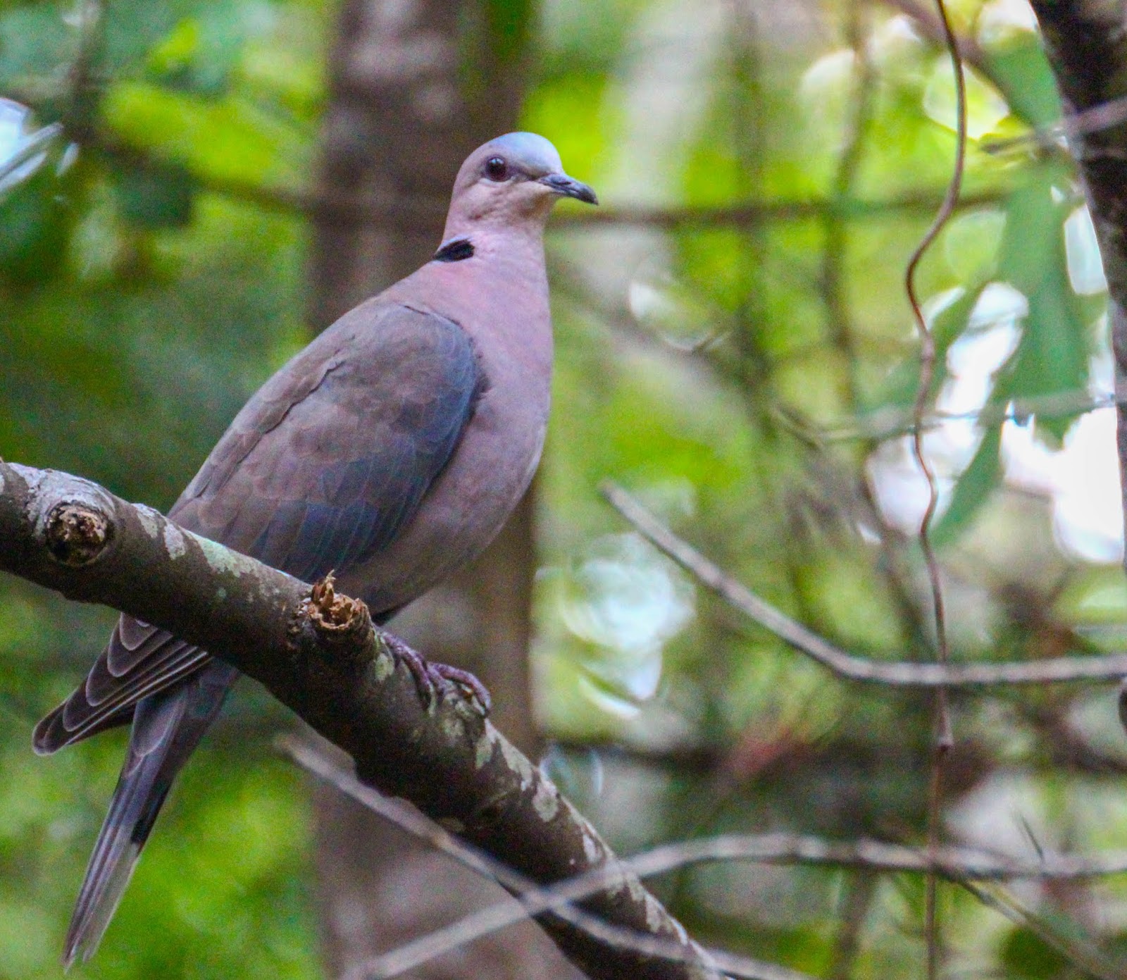 Cannundrums: Cape Turtle Dove