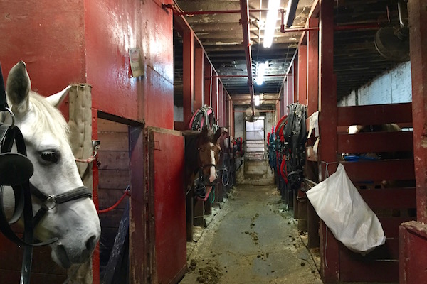 Carriage Horses - NYC: NYC CARRIAGE HORSE STABLES - YOU BE THE JUDGE.