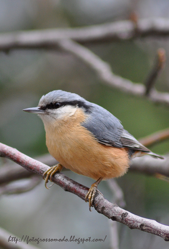 In linii mari: Pasari