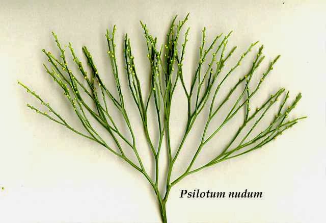 Flora de Puerto Rico Ilustrada Papo Vives: FERN-PSILOTACEAE -PSILOTUM NUDUM