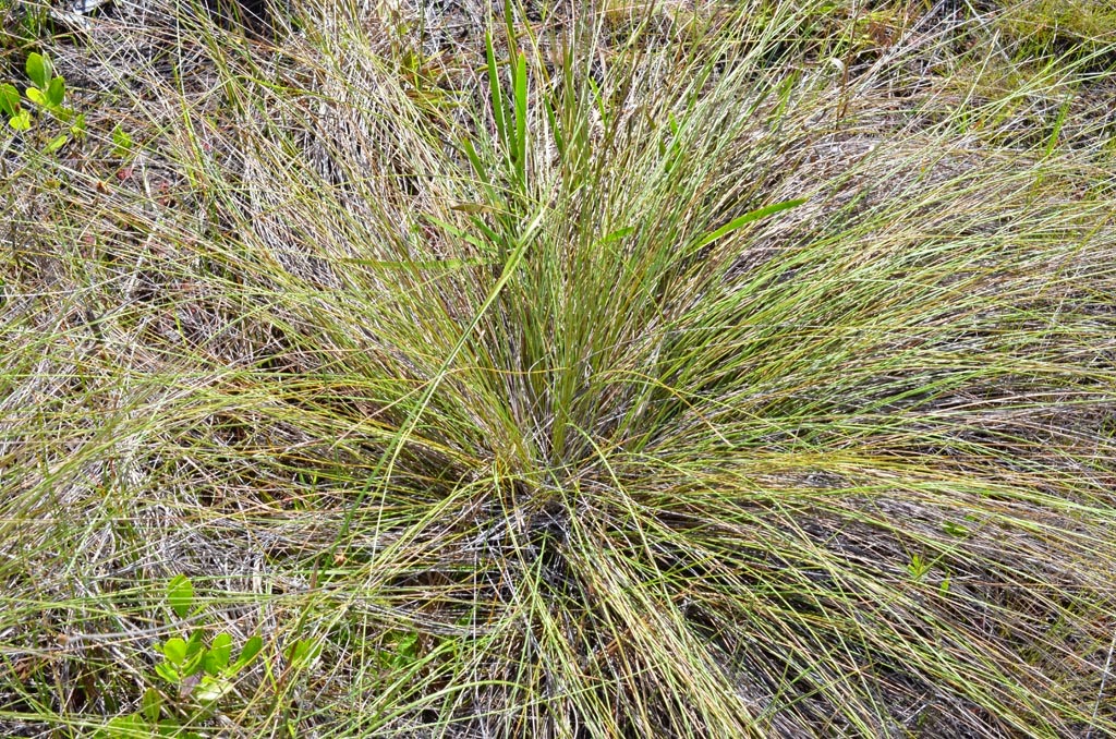 Space Coast Wildflowers: Jordan Scrub Sanctuary, May 13, 2015