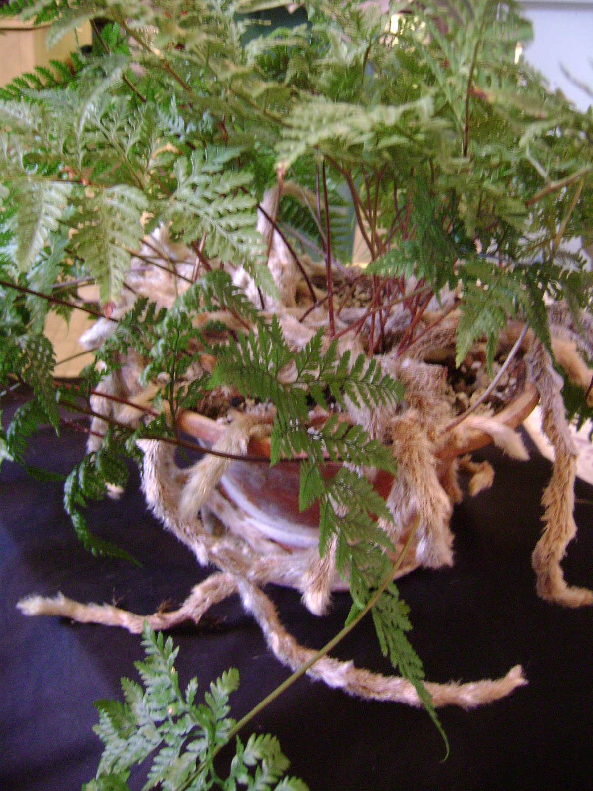 Houseplant Guru: Ferns with Feet
