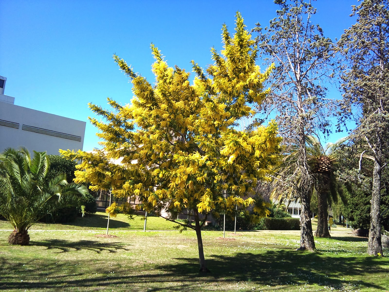 Árboles con alma: Mimosa plateada (Acacia dealbata)