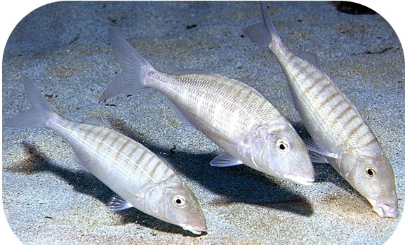 Montage Surfcasting spécial Marbré - surfcasting lover