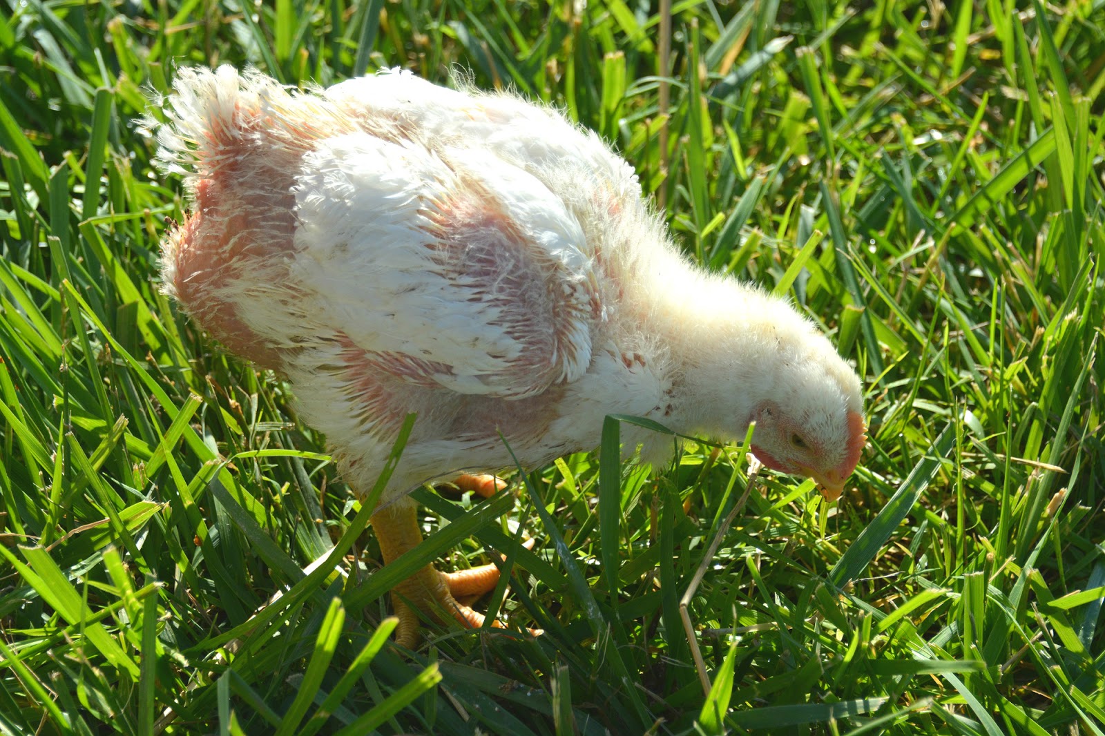 Little House on the Dairy: awkward teenage chickens