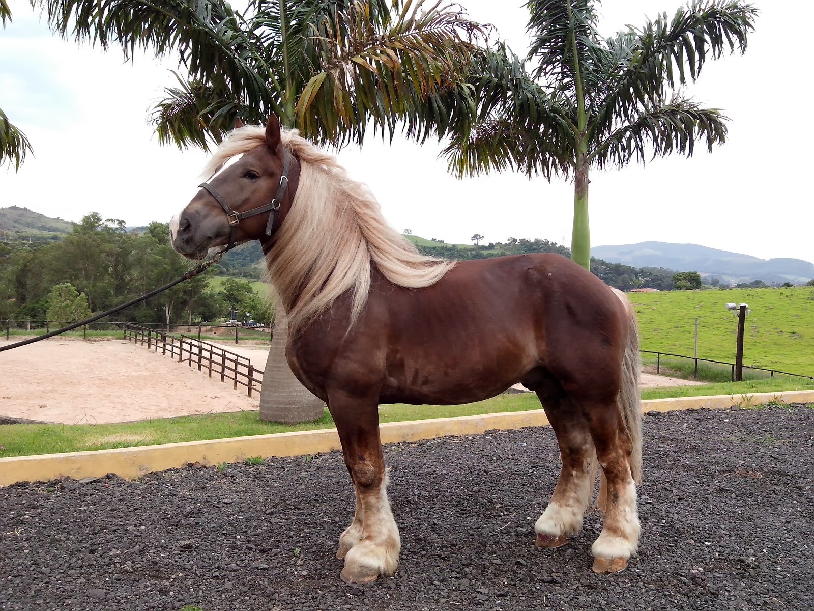 Cavalos a Venda do Rancho Novo