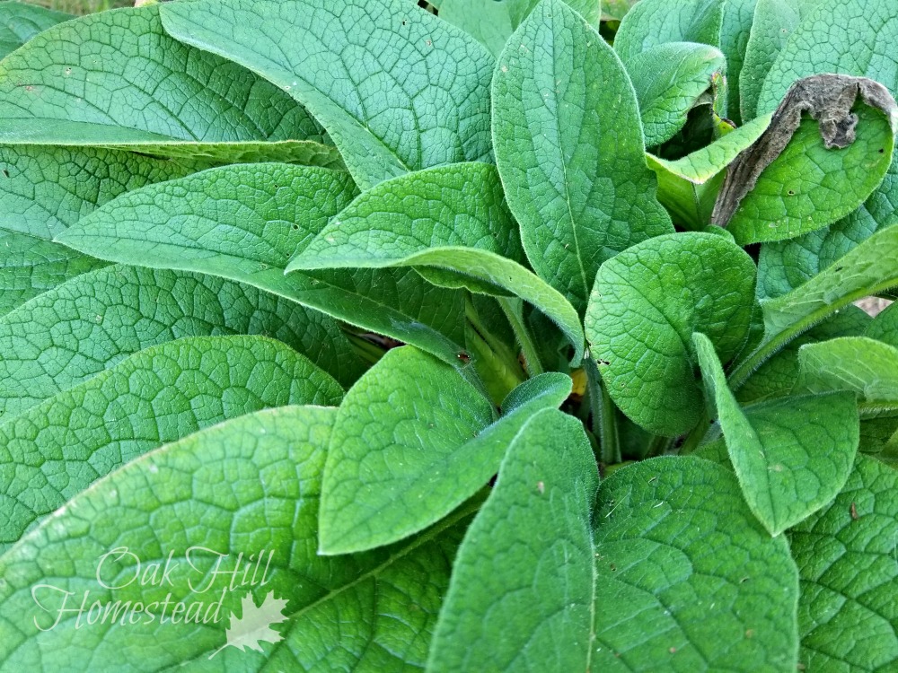 How to Make Comfrey Tea for Your Garden - Oak Hill Homestead