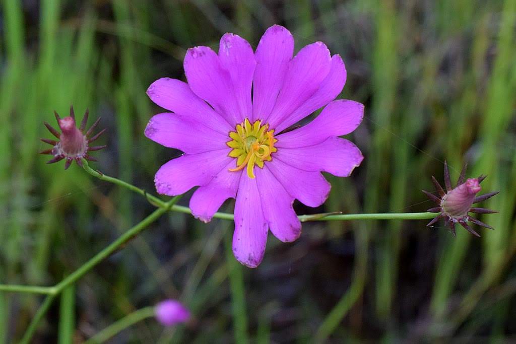 Space Coast Wildflowers