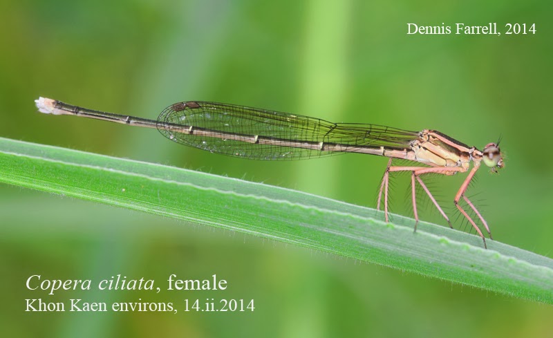 Dragonflies & damselflies of Thailand: 25. Pseudocopera ciliata (Selys ...