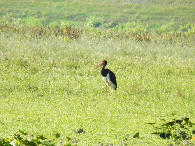 PASARI DIN ROMANIA: BARZA NEAGRA, Ciconia nigra
