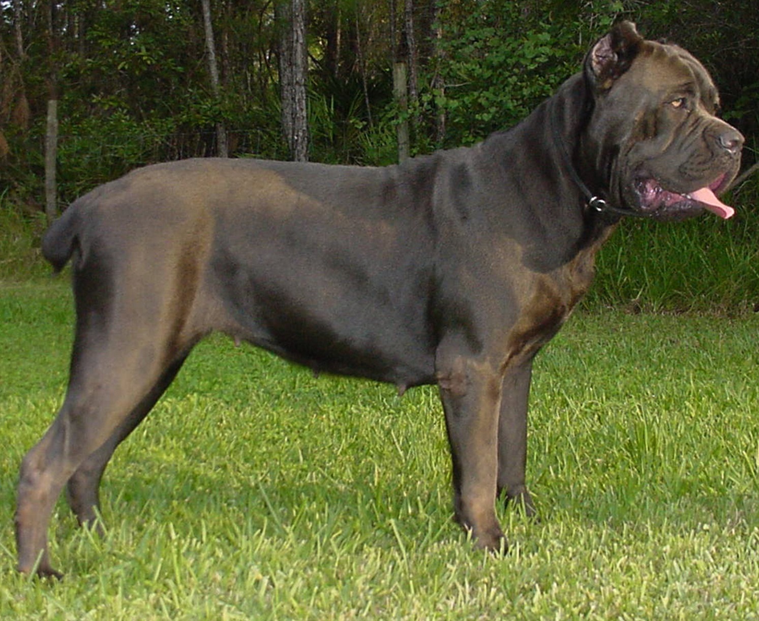 Blog do Edu Ambiental: Cão cane corso