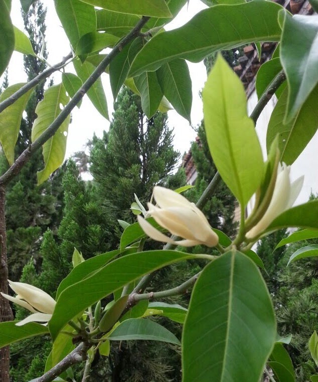 Singapore Plants Lover: Today's Flowers: Magnolia Champaca