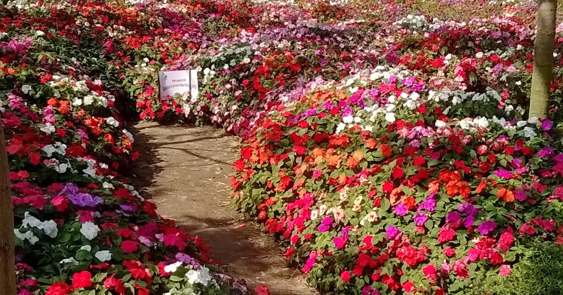 PoOySb : เรื่องดีมีสาระ #goodstory: flora-park-2-นิทรรศการ-เทศกาล-ชม ...