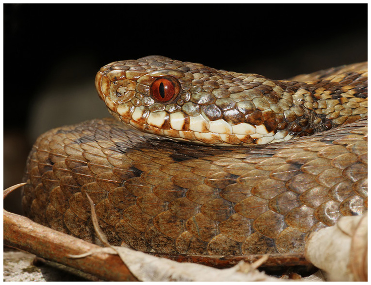 Kent Dragonflies: Addictive Adders!