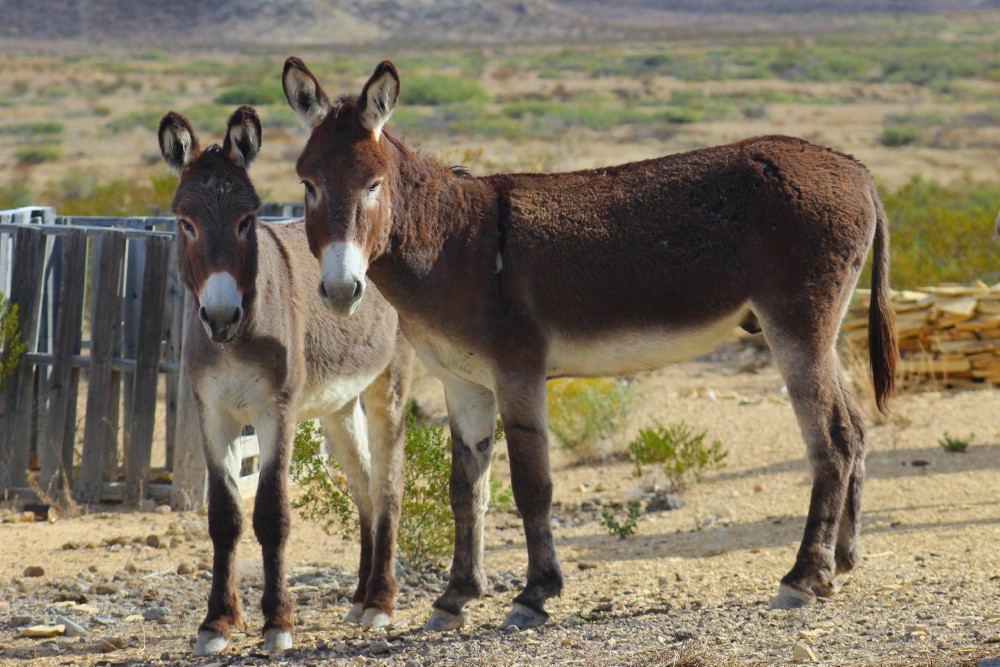 The Field Lab: 2 burros and a sunset