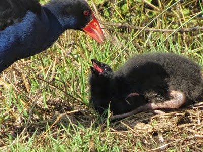 Midnight Collective: A note on pukeko and the takahe - one of New ...