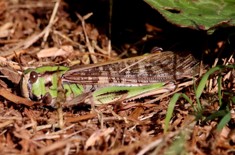 SCILLYSPIDER: MIGRATORY LOCUST on Scilly