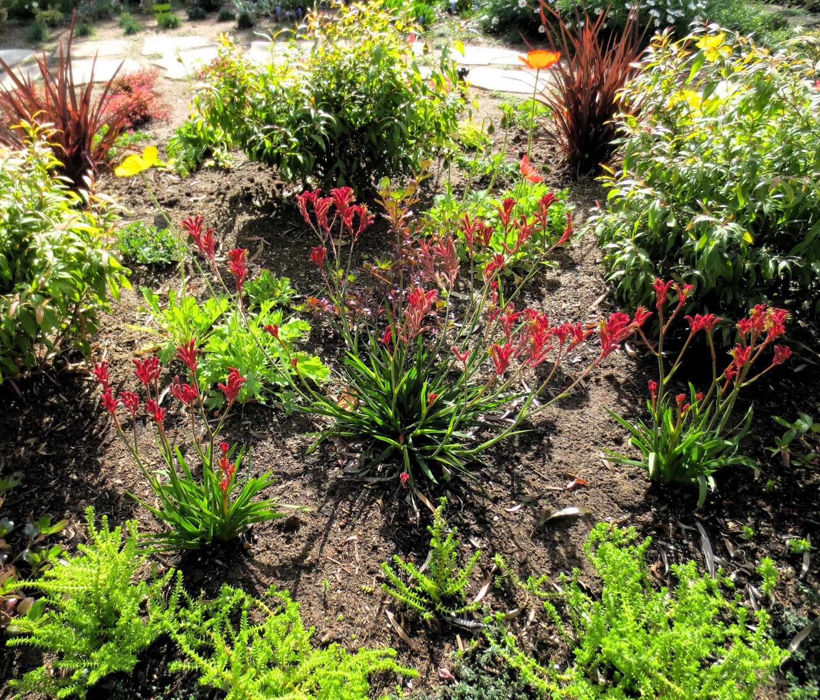 Late to the Garden Party: My favorite plant this week: Anigozanthos hybrids