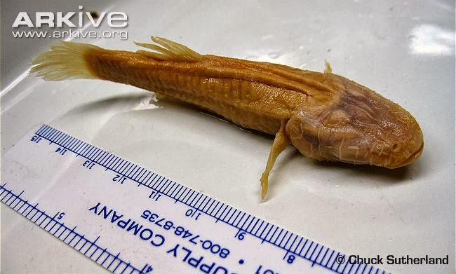 INDONESIAN FRESHWATER FISH COMMUNITY - IFFC: 6 Species of Family ...