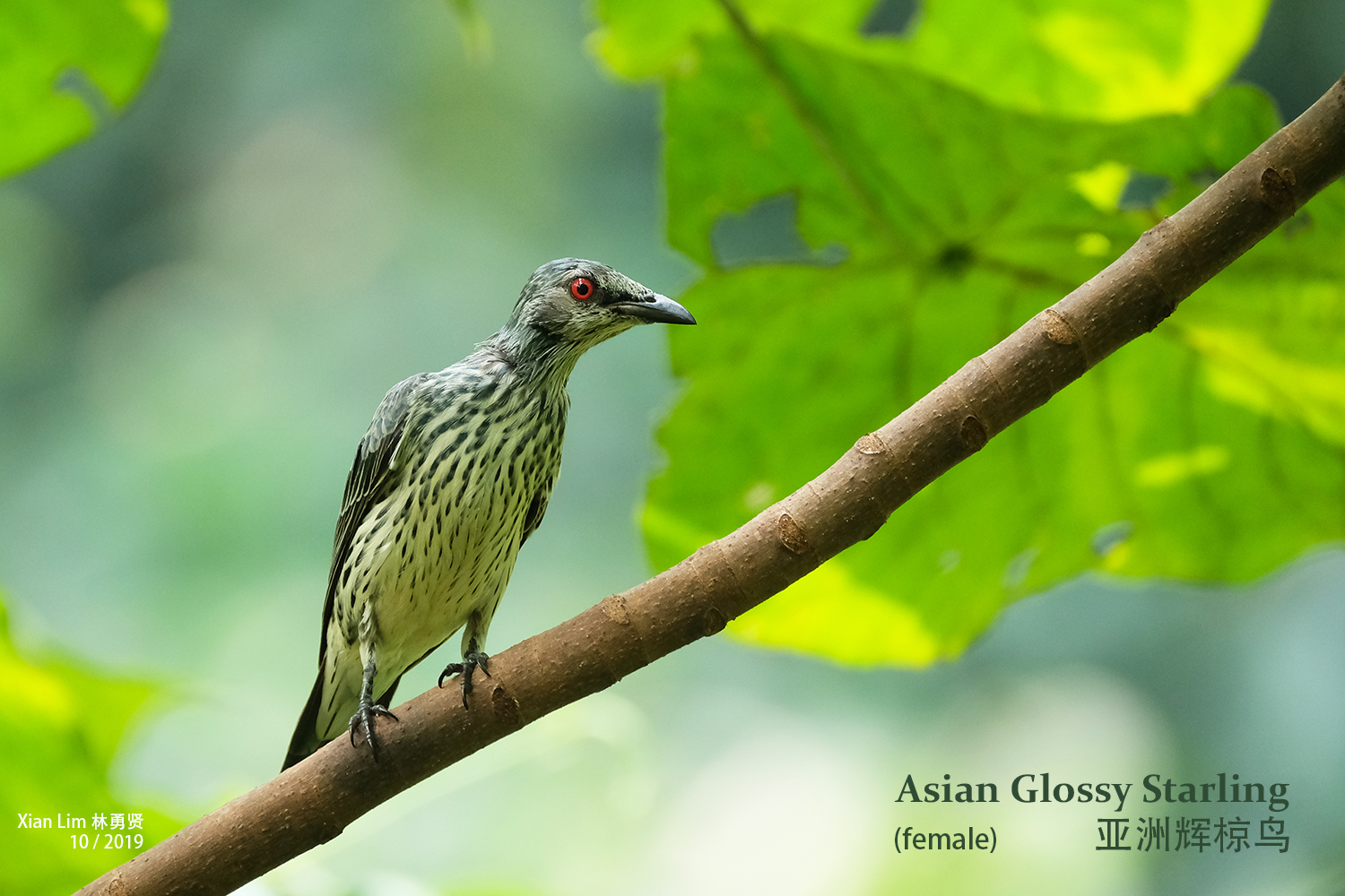 我的荒野天堂 My Wilderness Paradise: Asian Glossy Starling 亚洲辉椋鸟