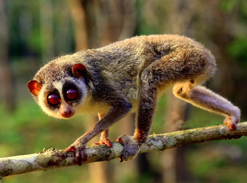 Save the Slender Loris Before it is Gone Extinct | TechGape