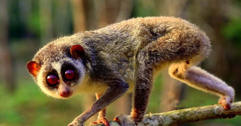 Save the Slender Loris Before it is Gone Extinct | TechGape