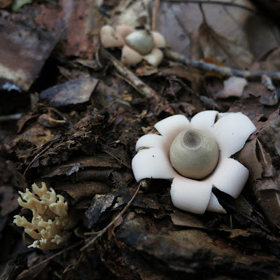 Real Monstrosities: Earthstar