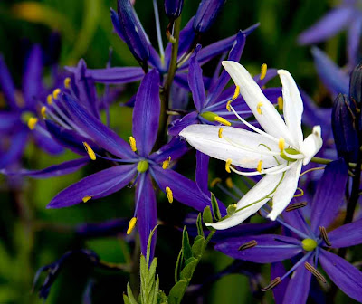 Island Time on Yellow: Got White Camas?