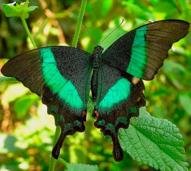 EL MUNDO DE LAS MARIPOSAS: Mariposas