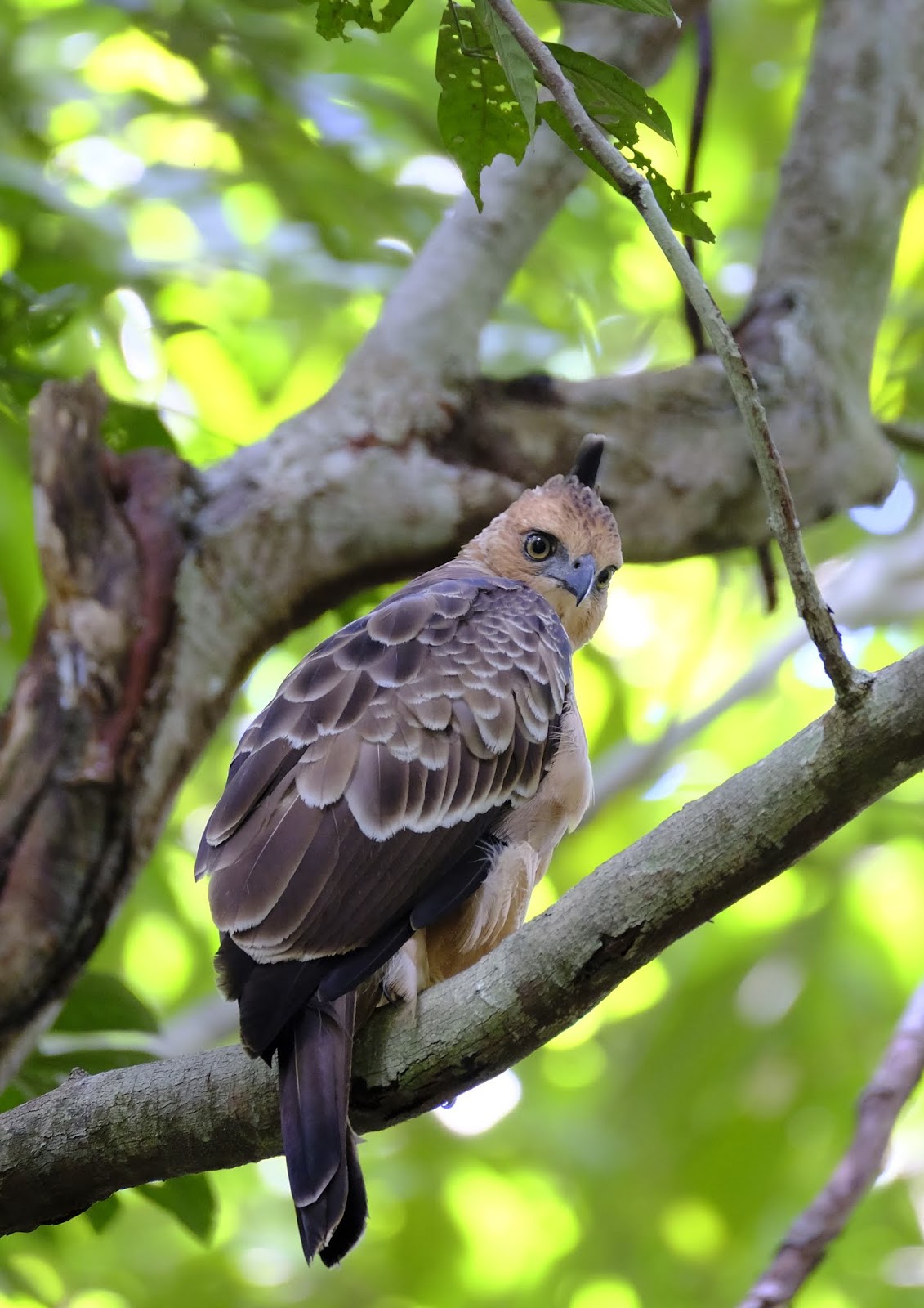 Mike is the name Birding is the game ( Birding in Malaysia - Malaysian ...