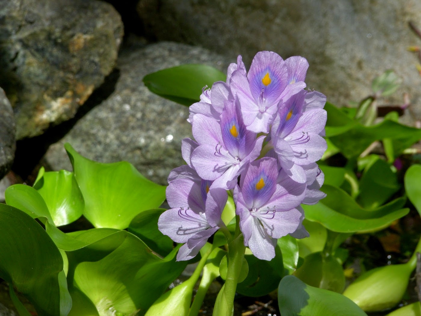 Garden Plants Tobago: Water Hyacinth ( Eichhornia crassipes )