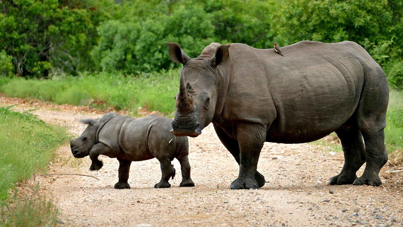 Bison - Are Buffalo Endangered - Danger Choices