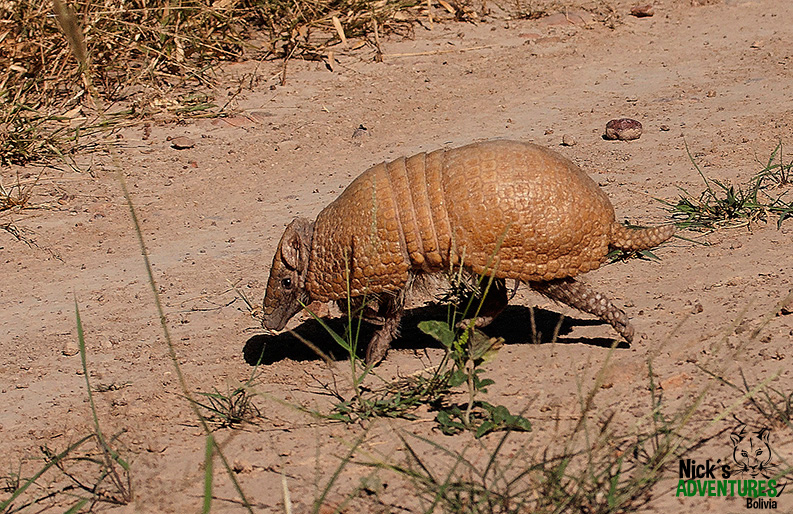 Nick's Adventures Bolivia Tours: WEIRD AND WONDERFUL ANIMALS OF BOLIVIA