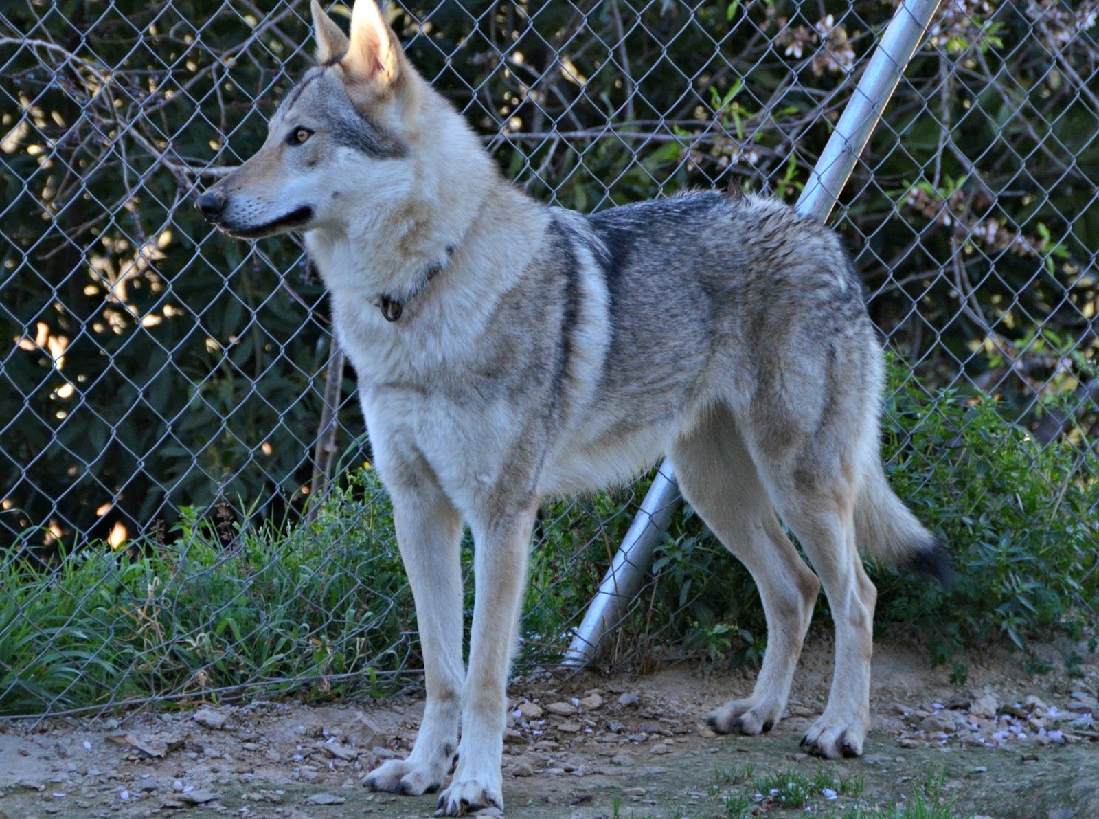 GAPLC Grupo Amigos Perro Lobo Checoslovaco: PERRO LOBO CHECOSLOVACO ...