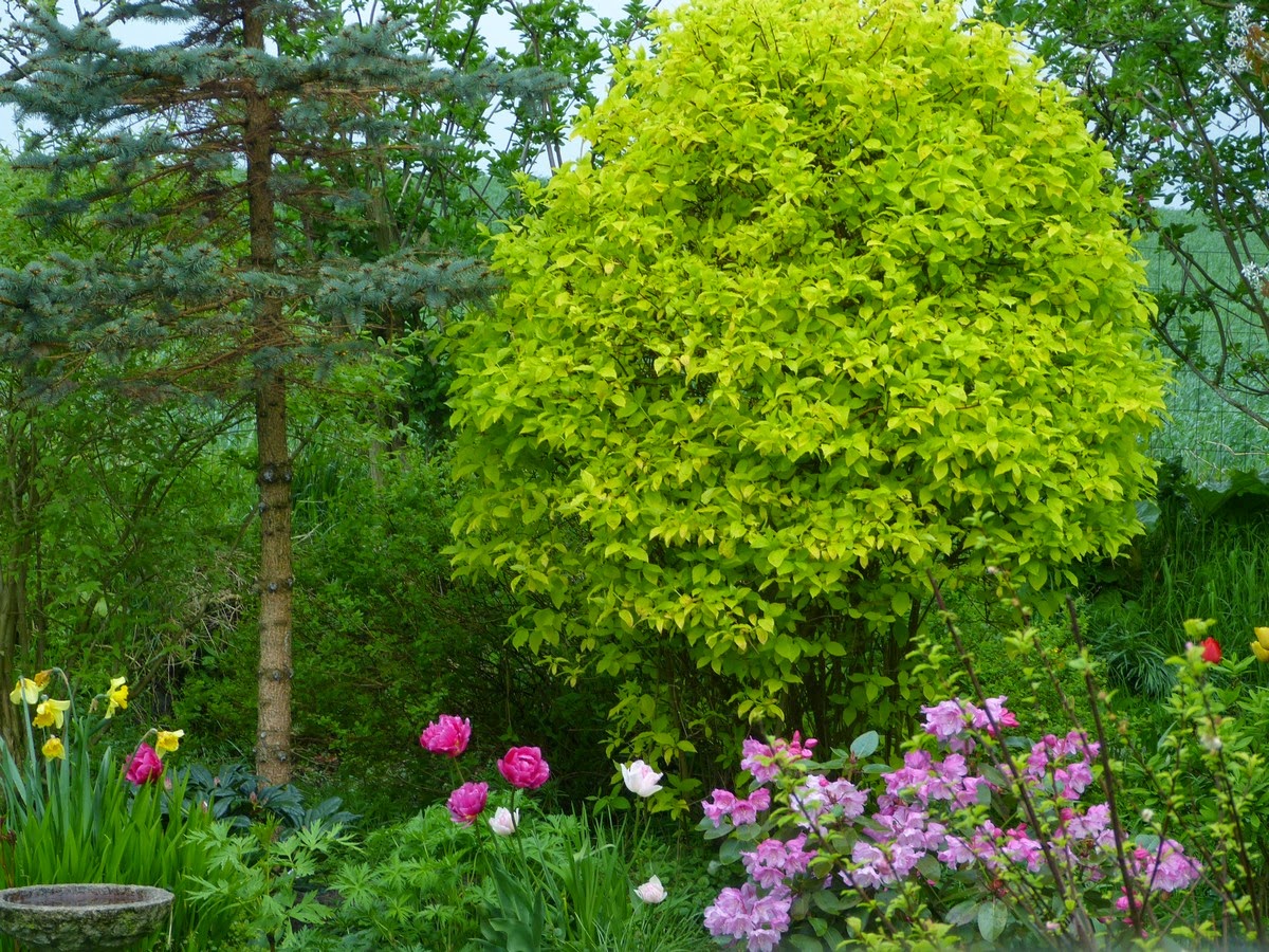 Høneballehaven på Samsø og Hellerupvej på Fyn: Havebilleder og masser ...