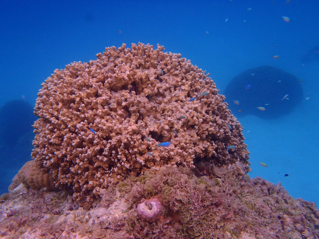 Cocktails out of Coconuts: Mokil Trip
